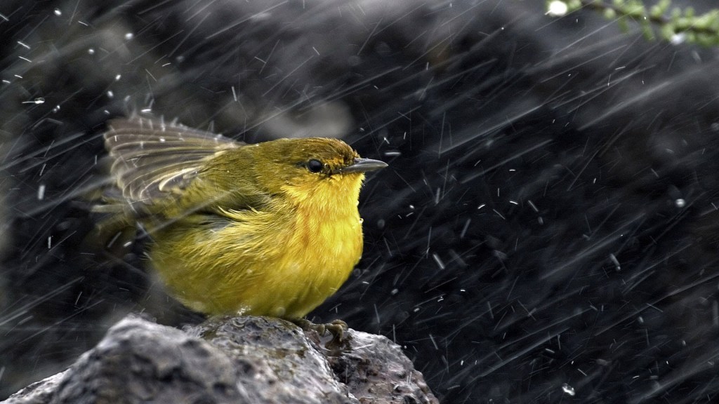 A Bird in the Storm – A Generous Helping